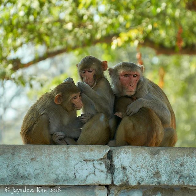 One way humans differ from animals - Devamrita Swami